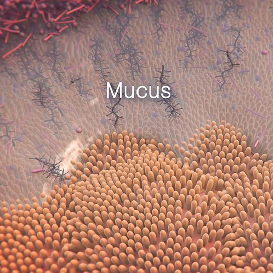 Sam Falconer - Medical Illustration & Animation