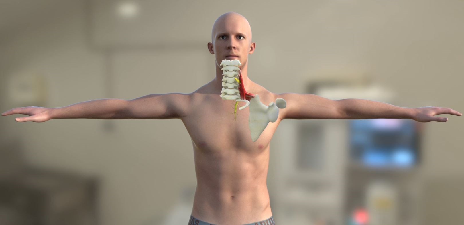Anatomic Groove - Medical Illustration & Animation | Canada