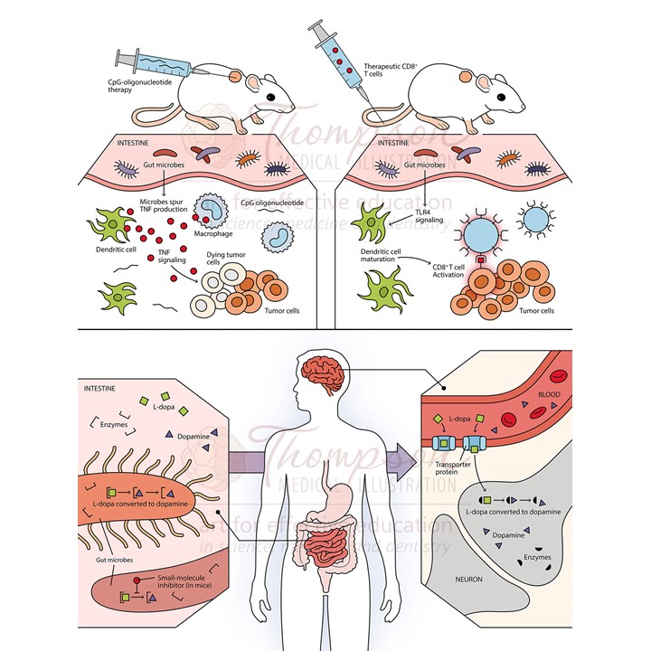 Medical Illustration and Animation :: Association of Medical Illustrators