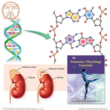 Body Scientific - Medical Illustration & Animation | Grayslake