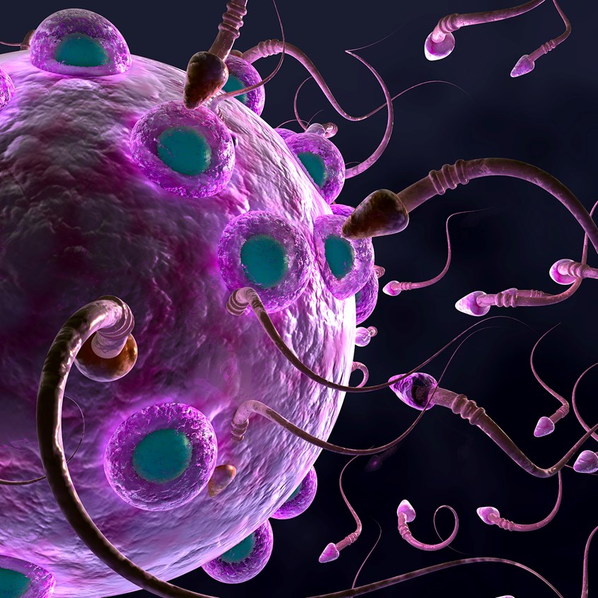 Egg fertilization by the sperm Illustration by Ella Maru Studio, Inc ...