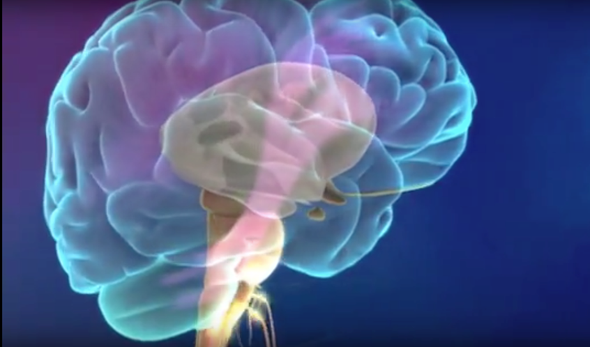 Animation by Zygote Media Group | Medical Illustration & Animation