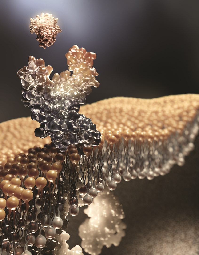 Membrane protein in lipid bilayer Illustration by Arkitek Scientific ...