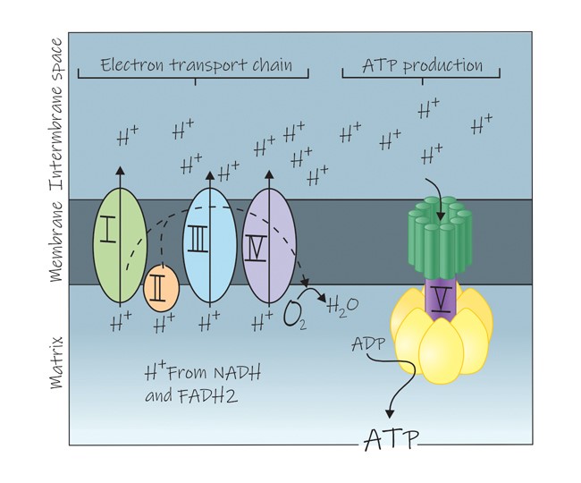 ATP Production Illustration by Tina Pavlatos | Medical Illustration ...