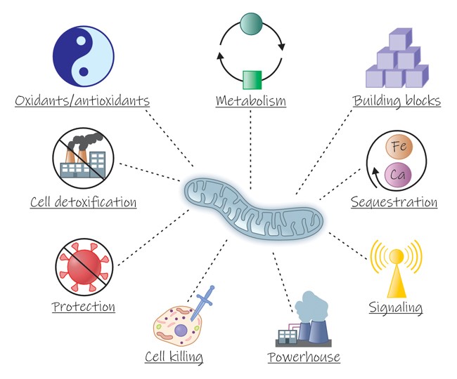 Mitochondria Function Illustration by Tina Pavlatos | Medical ...