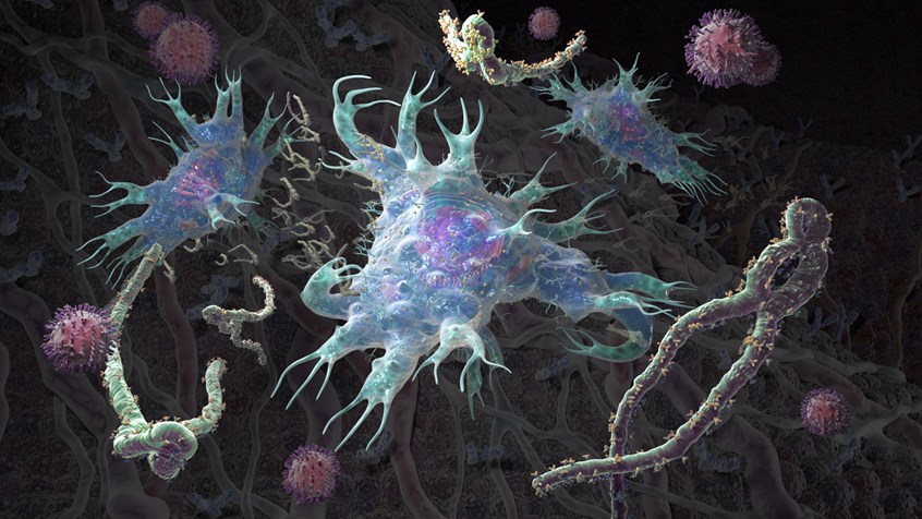 Marburg Virus Dendritic Cell Illustration by Raymond Nelsen | Medical ...