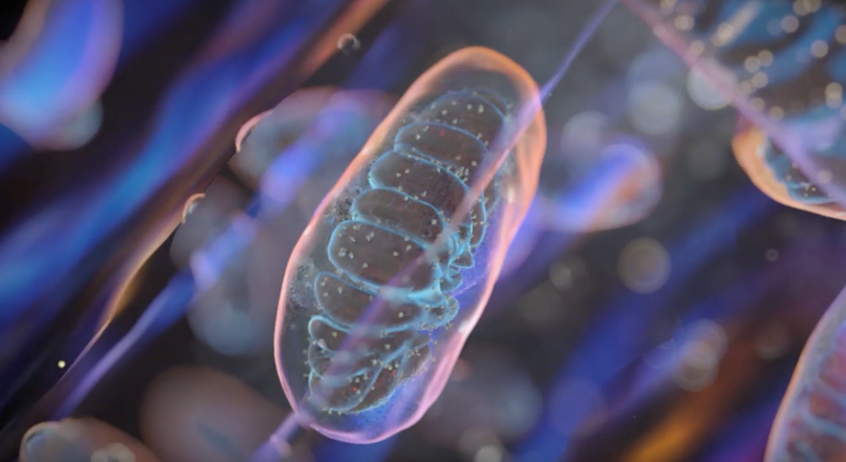 Mitochondria Animation by Nanobot Medical Inc. | Medical Illustration ...