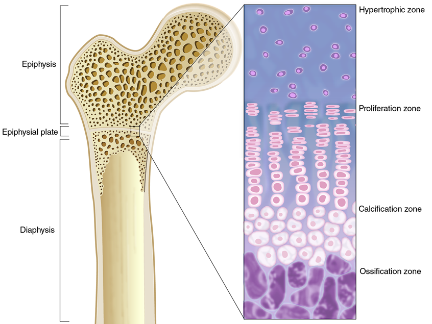 Anatomy of a Long Bone Illustration by Alexandra Gordon | Medical ...