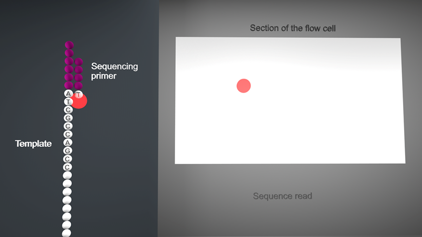 Sequencing explainer Animation by Veronica Hughes | Medical ...