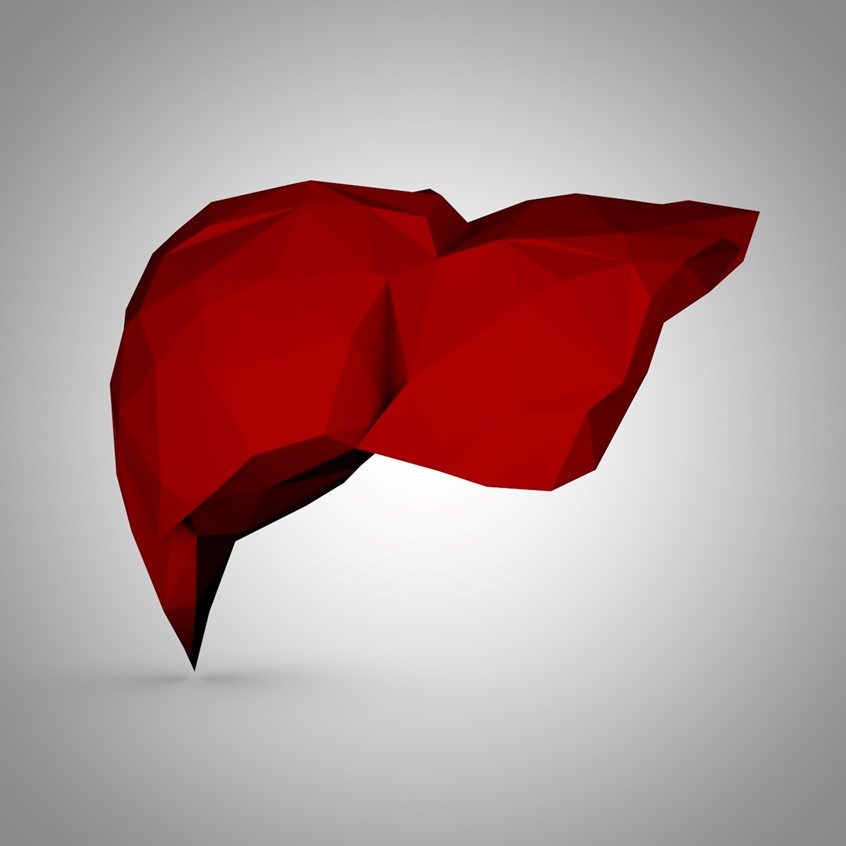 3D paper mache liver Illustration by Veronica Hughes | Medical ...
