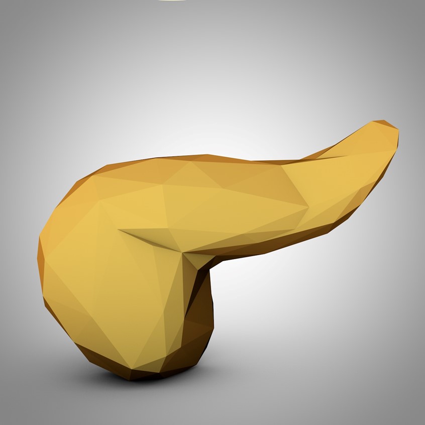 3D paper mache pancreas Illustration by Veronica Hughes | Medical ...