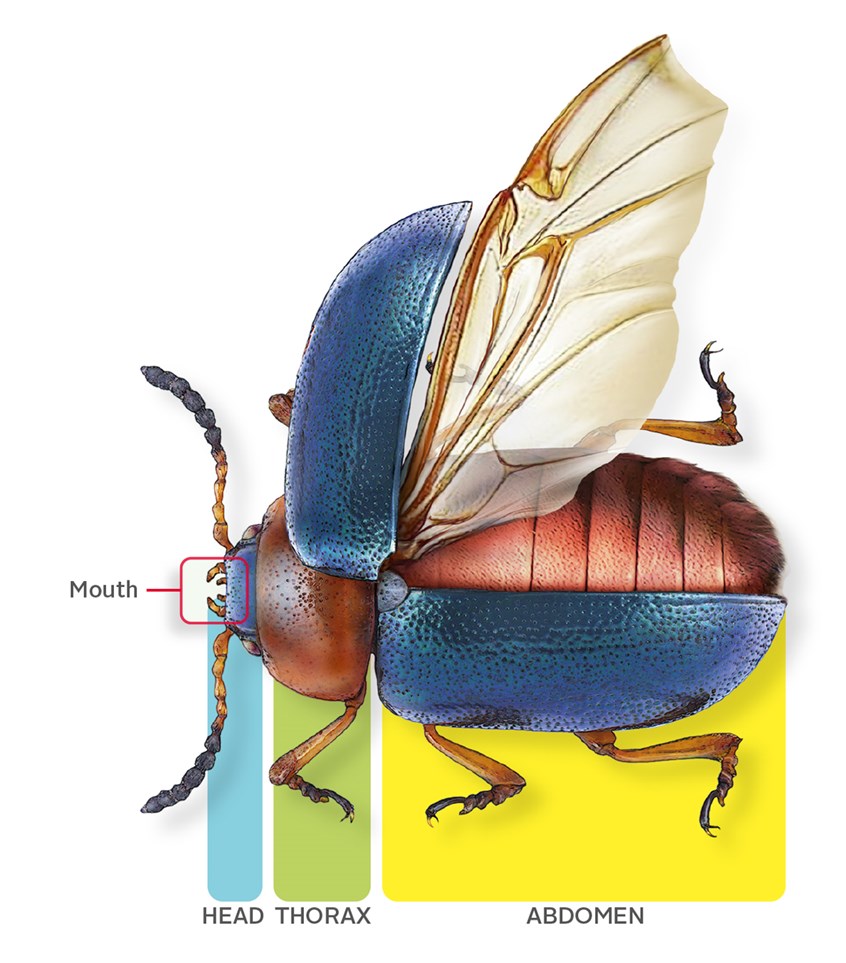 Arthropod Anatomy - Beetle Illustration by Claudia Saraceni | Medical ...