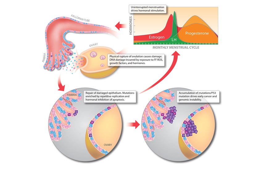 Physical Rupture of Ovulation Illustration by Michael Cooper | Medical ...