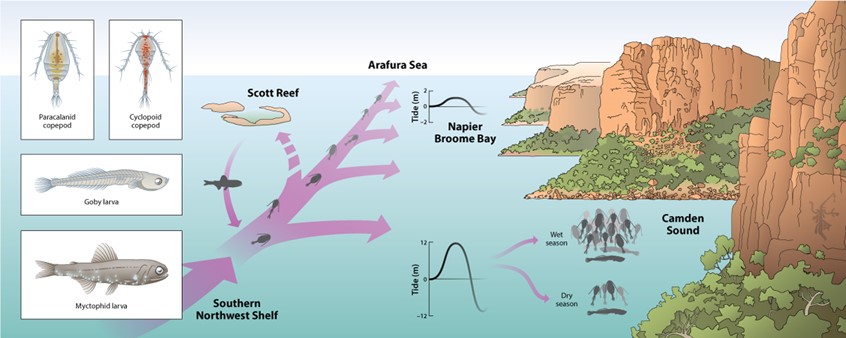 Plankton Community Structure in NW Australia Illustration by ...