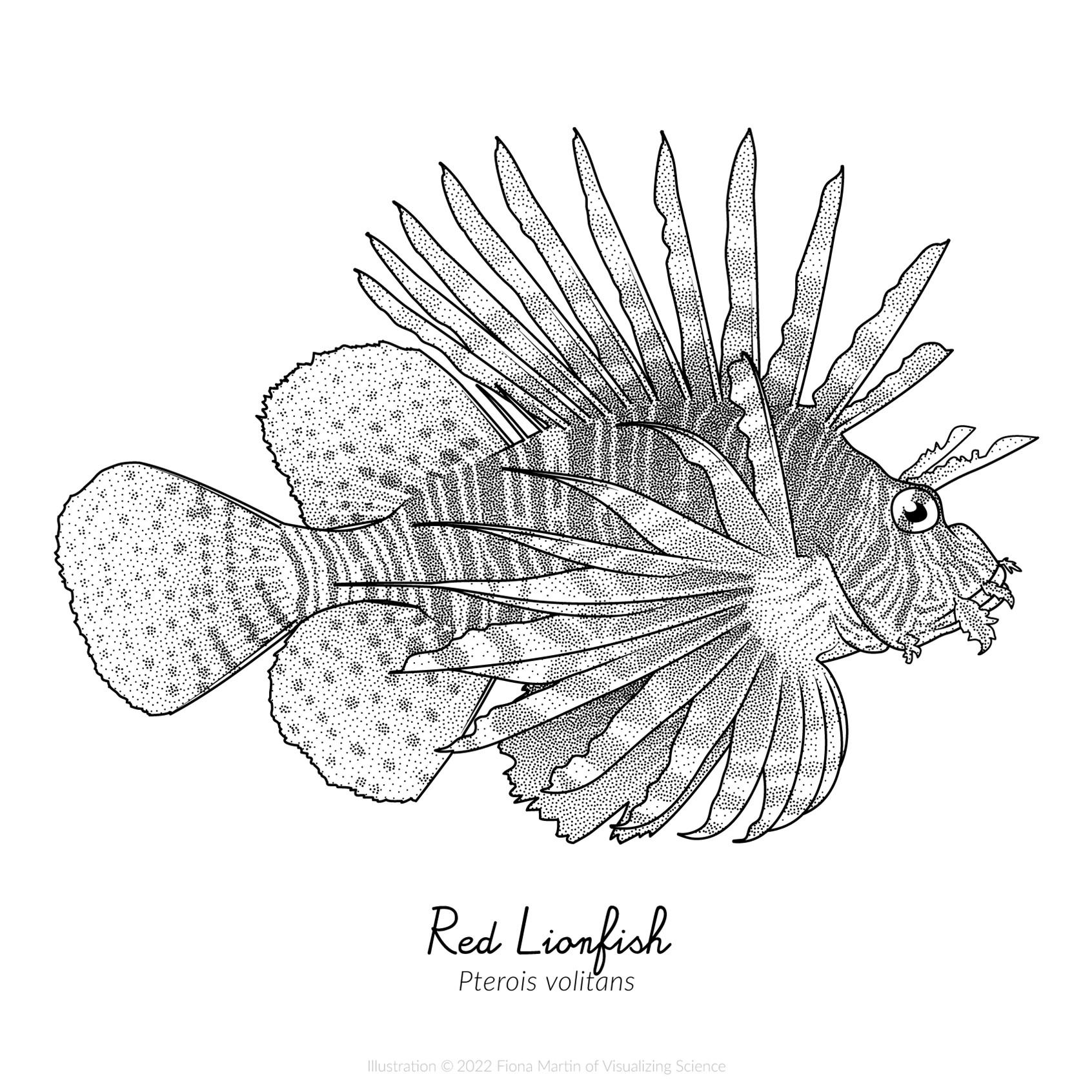 Medical Illustration and Animation :: Association of Medical Illustrators