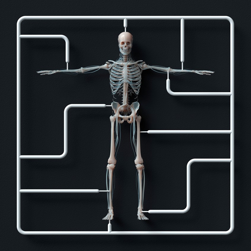 skeleton Illustration by Oliver Burston | Medical Illustration & Animation