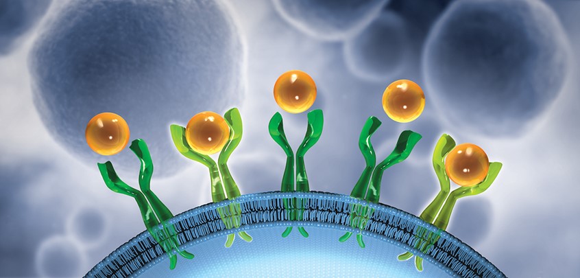 MOA Illustration by Robert Lambiase | Medical Illustration & Animation