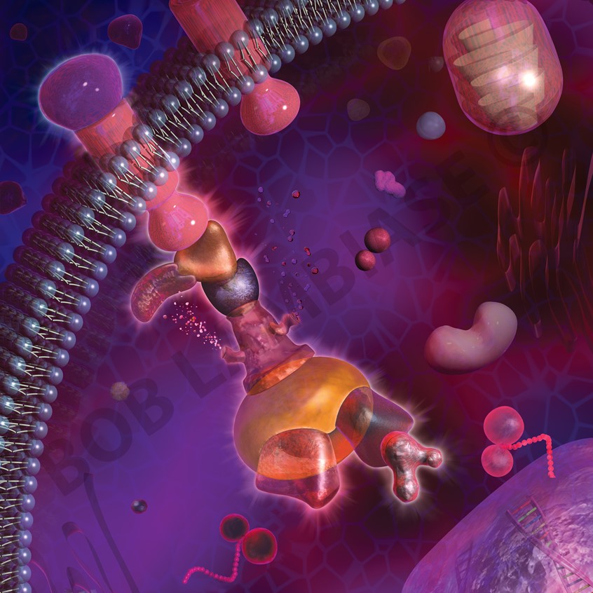 Ariad MOA2 Illustration by Robert Lambiase | Medical Illustration ...