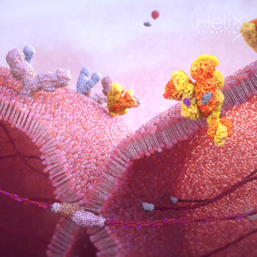 The unique MOA of Glunozumab Animation by Helix Animation | Medical ...