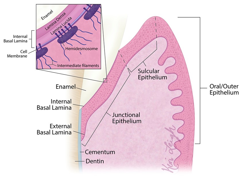 Gingival Epithelium Illustration by Keri Leigh Biomedical Creations LLC ...