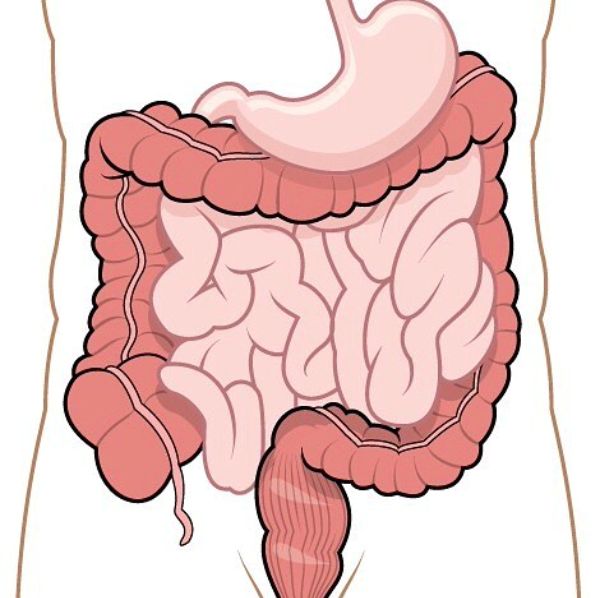 Gastro Intestinal Tract Illustration by Marty Harris | Medical ...