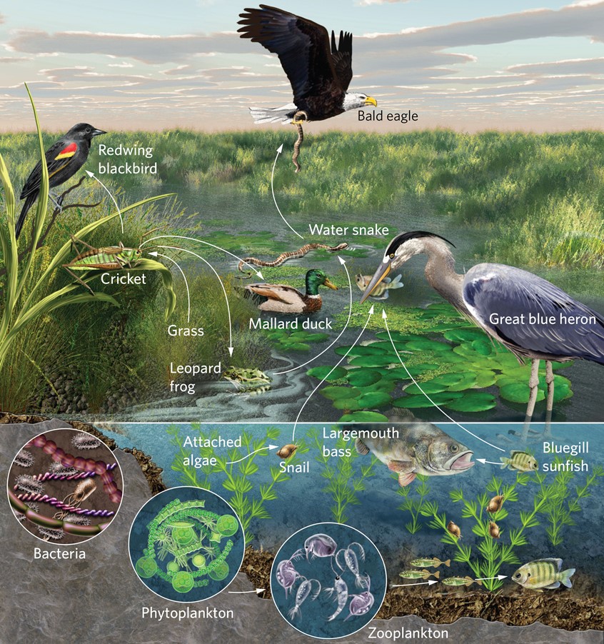 Pond ecology food web Illustration by SayoStudio | Medical Illustration ...