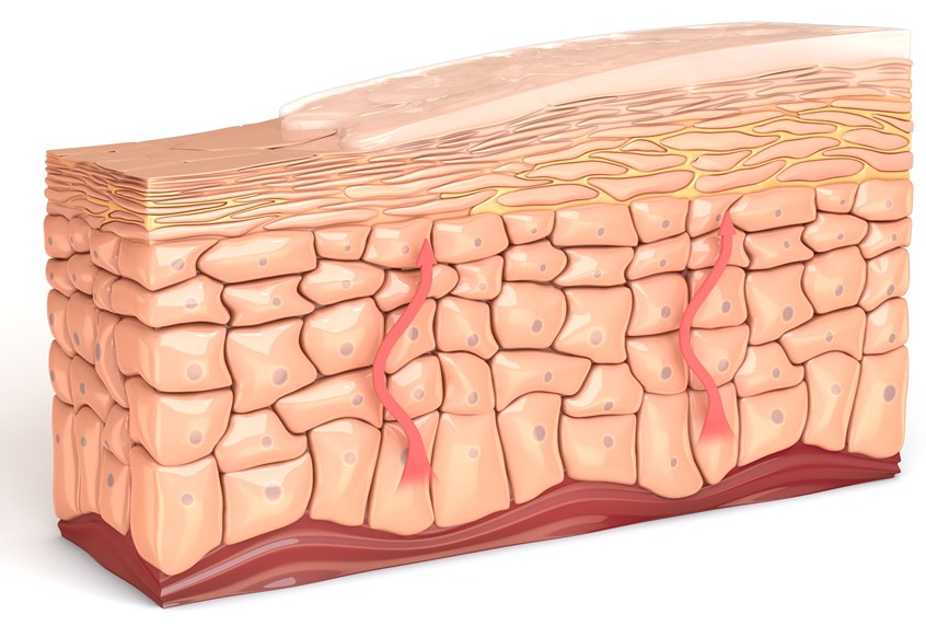 Skin cells Illustration by Peter Bull Art Studio | Medical Illustration & Animation