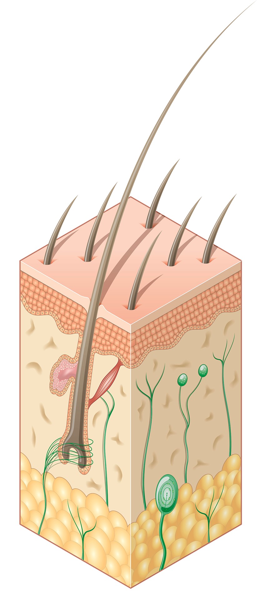 Animal skin section Illustration by Peter Bull Art Studio | Medical ...