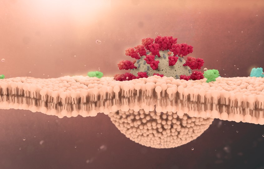 Sars-Cov2 pathway during cell infection Illustration by Maria Lamprecht ...