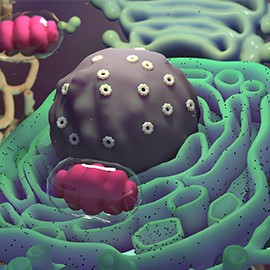 Inside the Cell Animation by Maria Lamprecht | Medical Illustration ...
