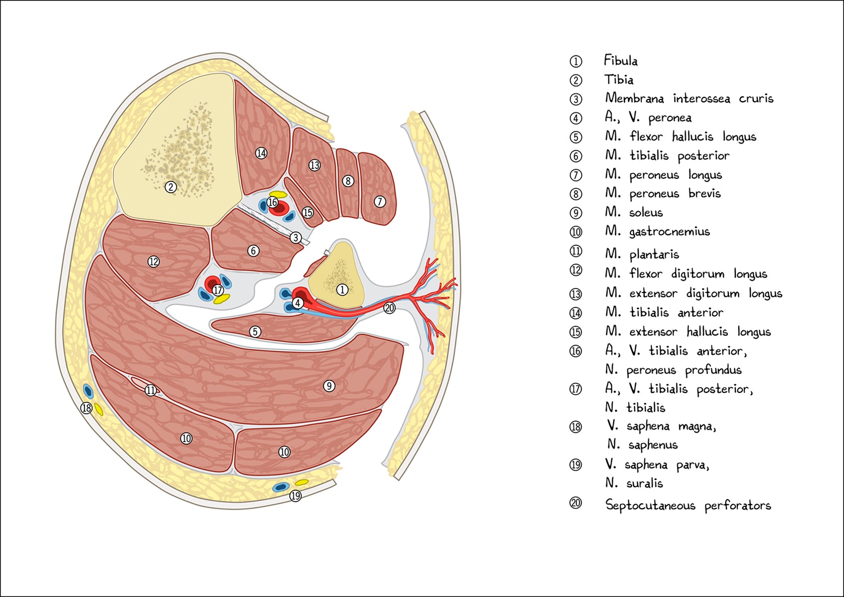 Medical Illustration and Animation :: Association of Medical Illustrators
