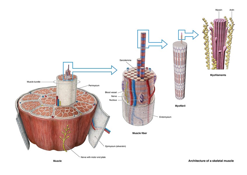 Muscle structure Illustration by Karin Spijker | Medical Illustration ...