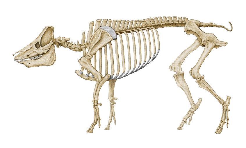 Skeleton of a pork Illustration by Karin Spijker | Medical Illustration ...