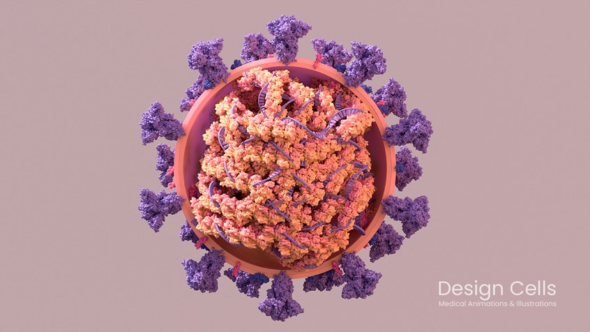 Structure of the Coronavirus genome Animation by Design Cells | Medical ...