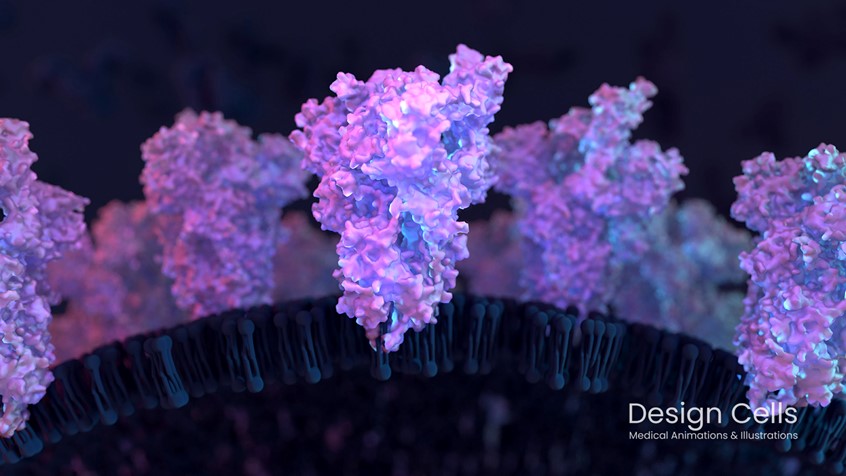 spike protein coronavirus, mutation in the virus Animation by Design ...