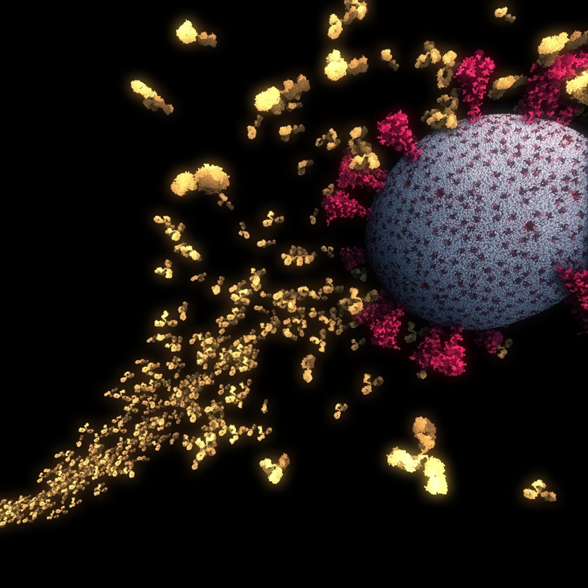 Antibodies attacking a SARS-CoV-2 virion Illustration by Nanographics ...