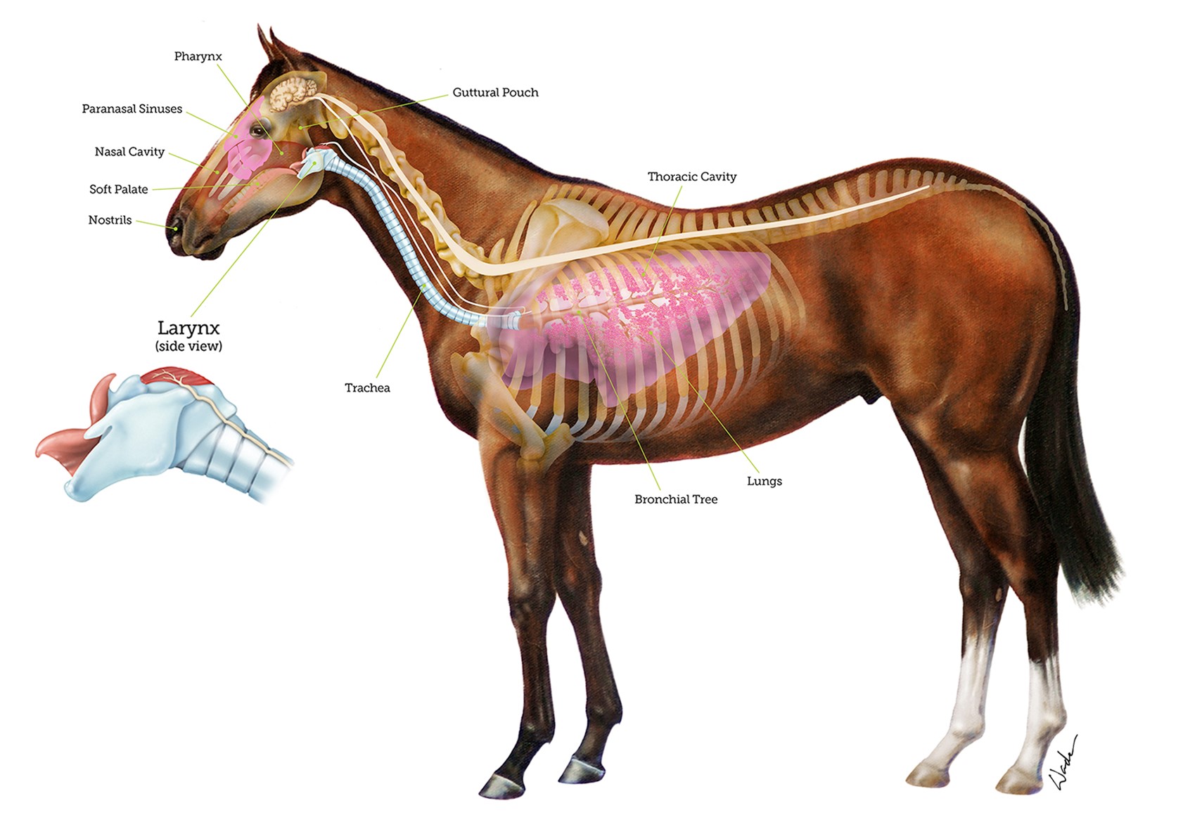 Medical Illustration and Animation :: Association of Medical Illustrators
