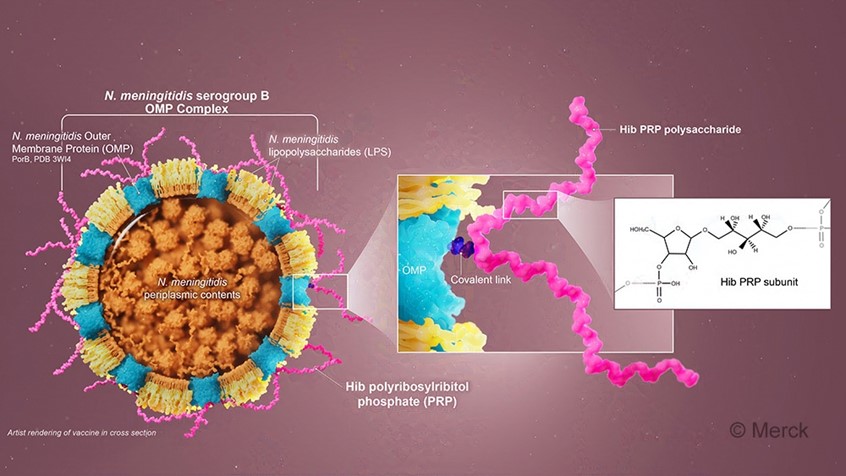 Haemophilus influenzae type b vaccine Illustration by Falconieri ...