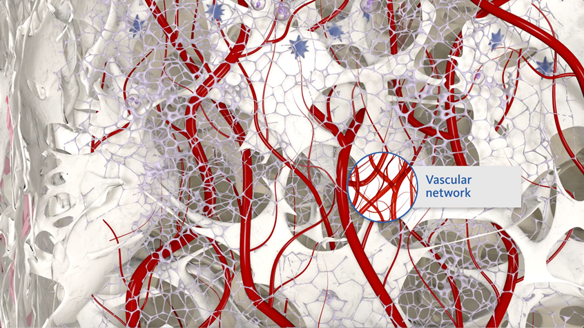 Biofunctionality of Geistlich Mucograft Animation by Quaint | Medical ...
