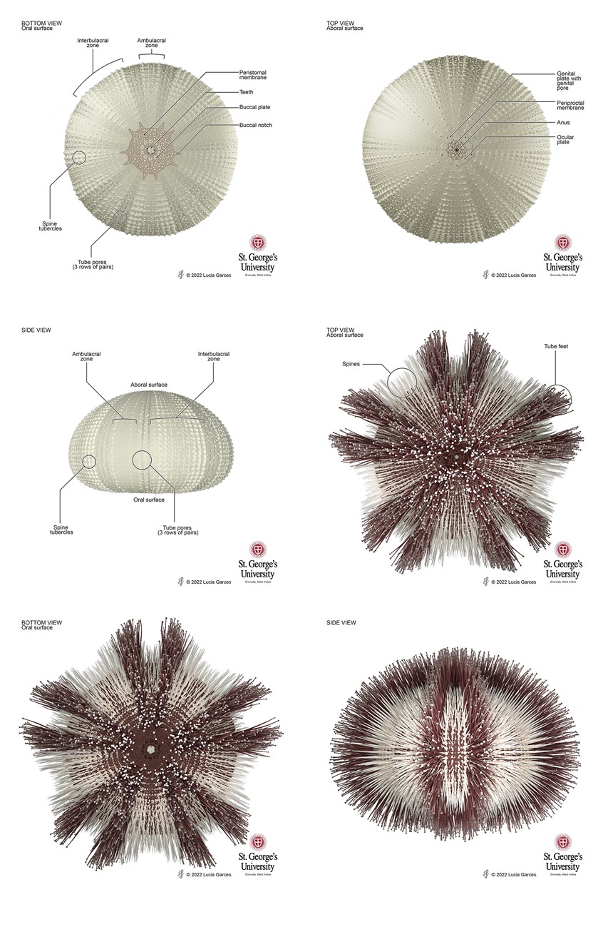 Sea urchin 3D model Illustration by Lucia Garces Torres | Medical ...