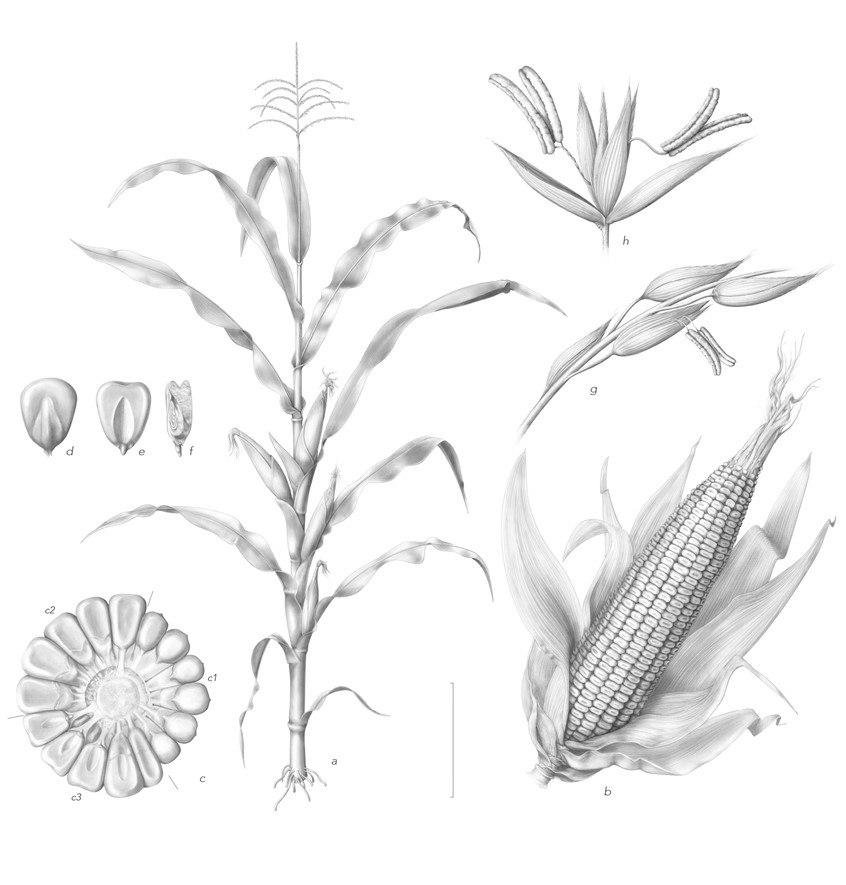 Scientific Plate, Zea mays Illustration by Lucia Garces Torres ...