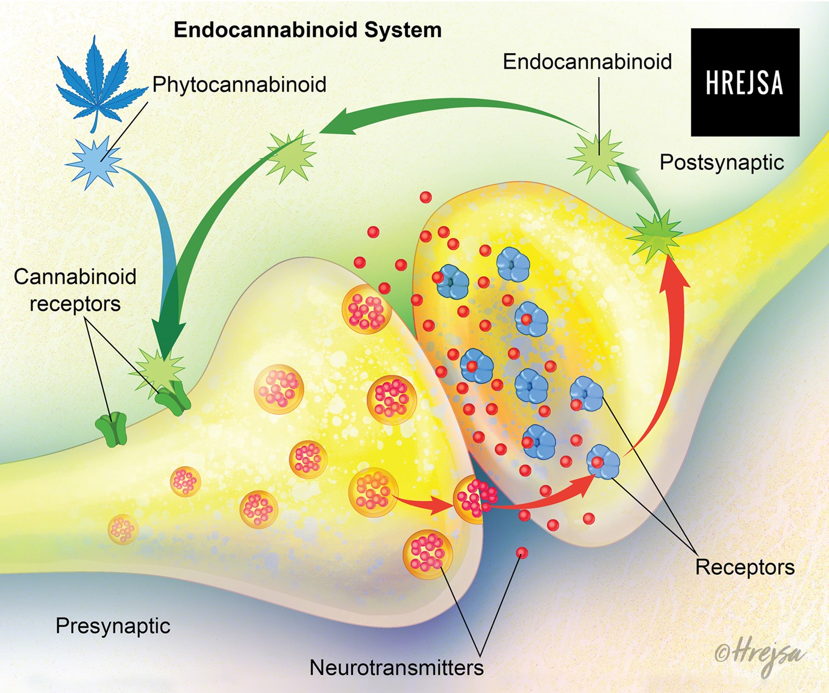 Search Results :: Medical Illustration and Animation
