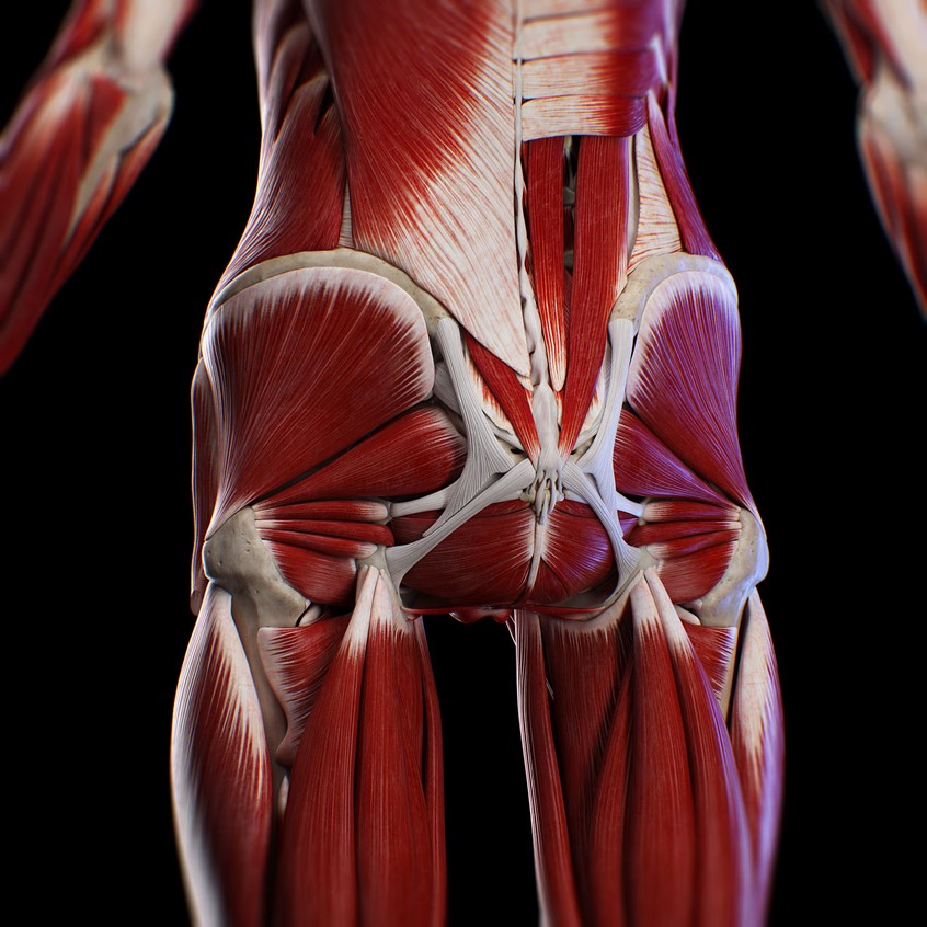 Illustration by SciePro | Medical Illustration & Animation