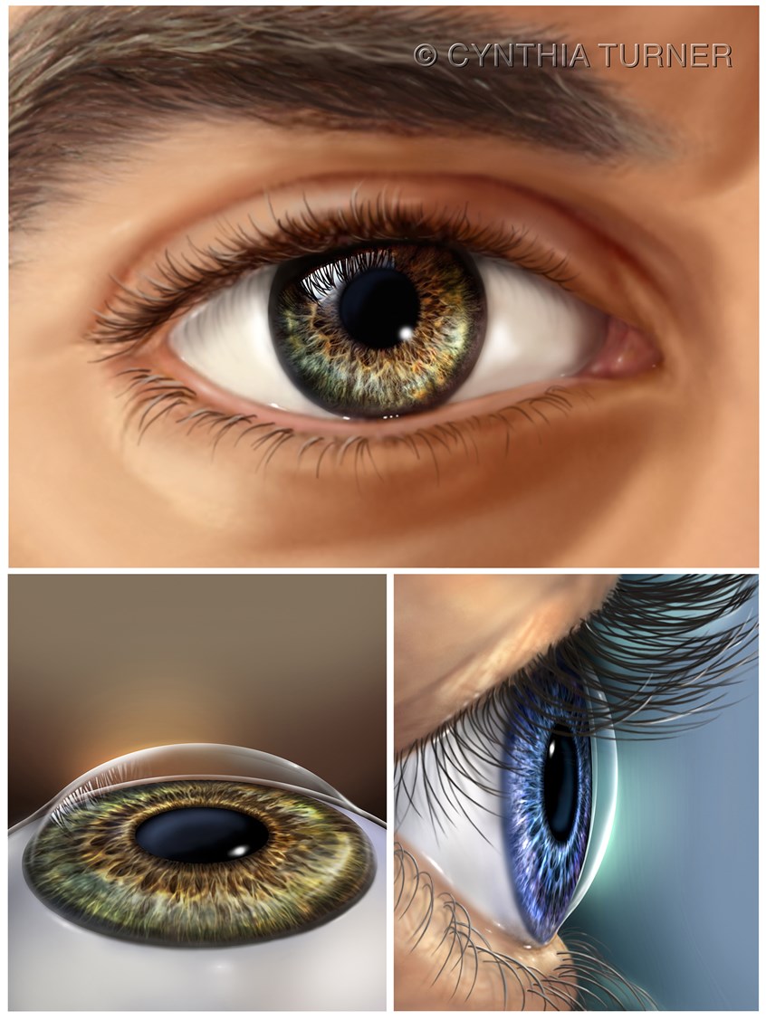 Healthy Eye Illustration by Alexander & Turner Inc. Studio | Medical ...