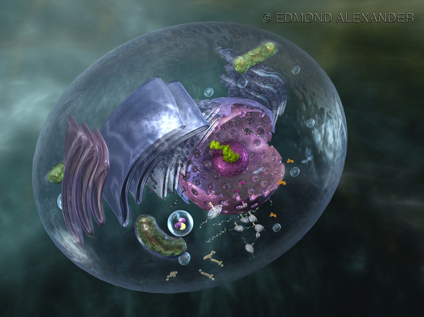 The Human Cell Illustration by Alexander & Turner Inc. Studio | Medical ...