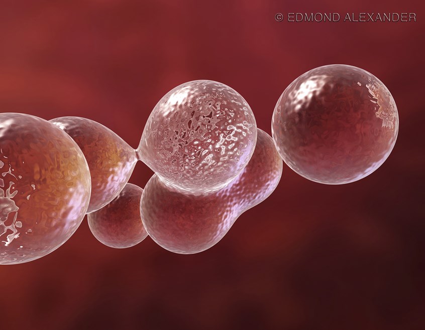 Bacterial Replication Illustration by Alexander & Turner Inc. Studio ...