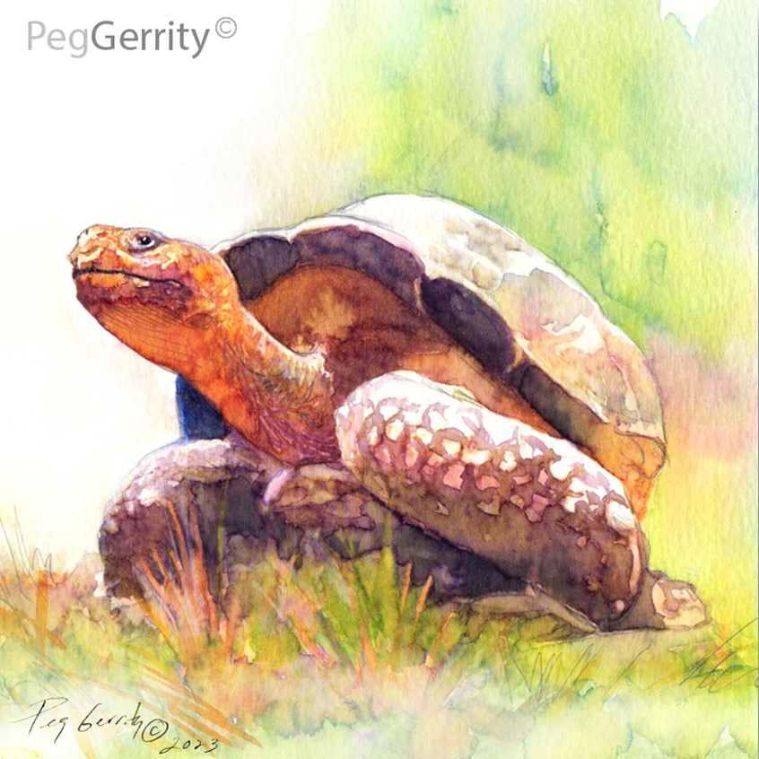 Galapagos Giant Tortoise Painting by Peg Gerrity Illustration by Peg ...