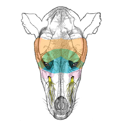 Canine Nerve Anatomy Head Trigeminal Nerve | Radiology Reference