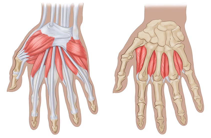 Hand Anatomy Illustration by Fran Milner | Medical Illustration & Animation