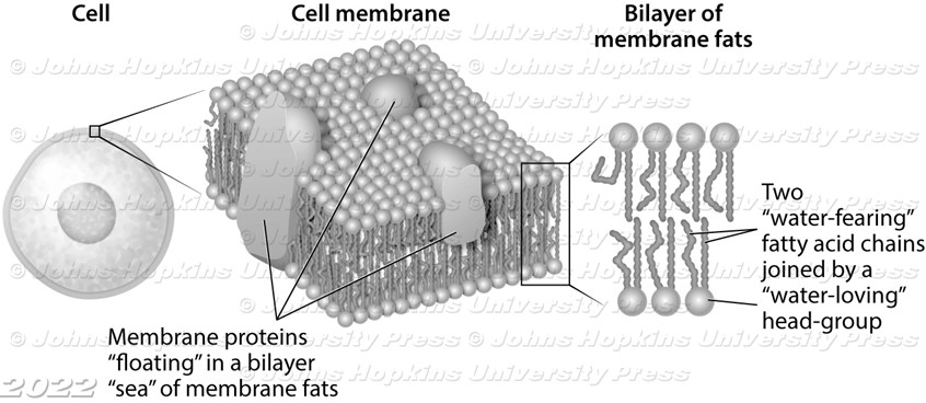 Cell membrane structure Illustration by Jane Whitney | Medical ...